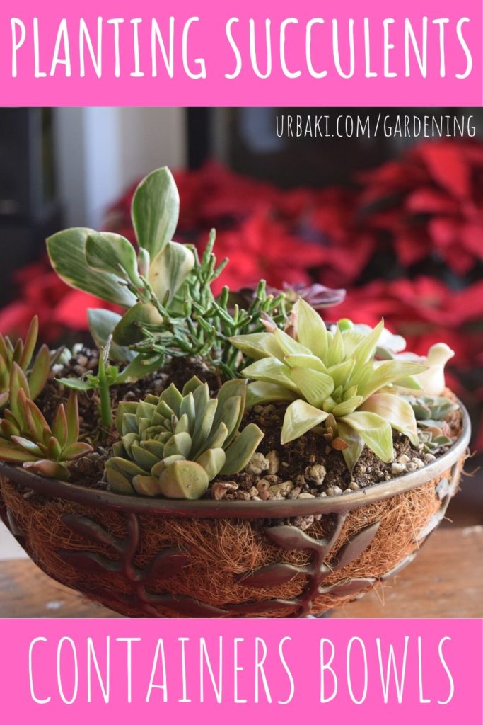 How To Planting Succulents in Containers Bowls
