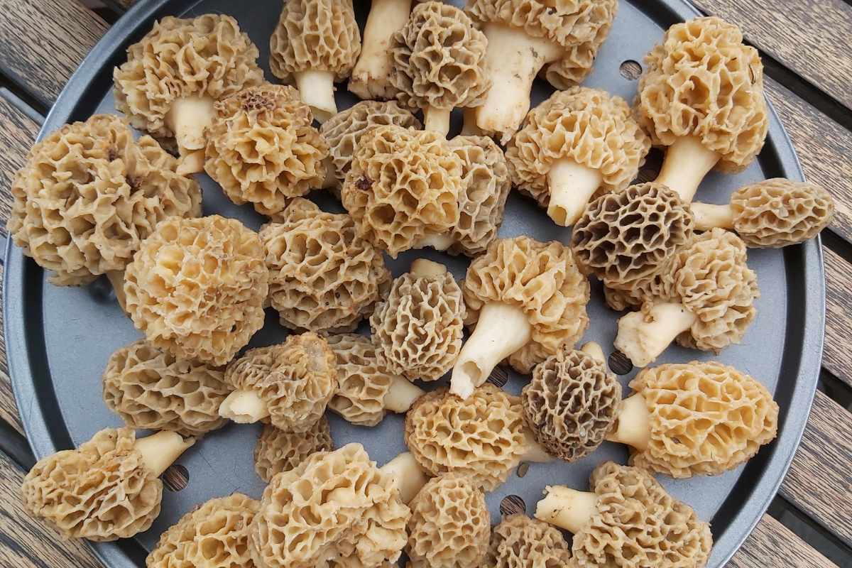 How to Grow Morel Mushrooms