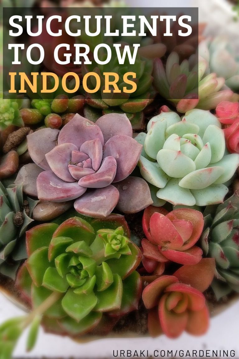 Types of Succulents to Grow Indoors