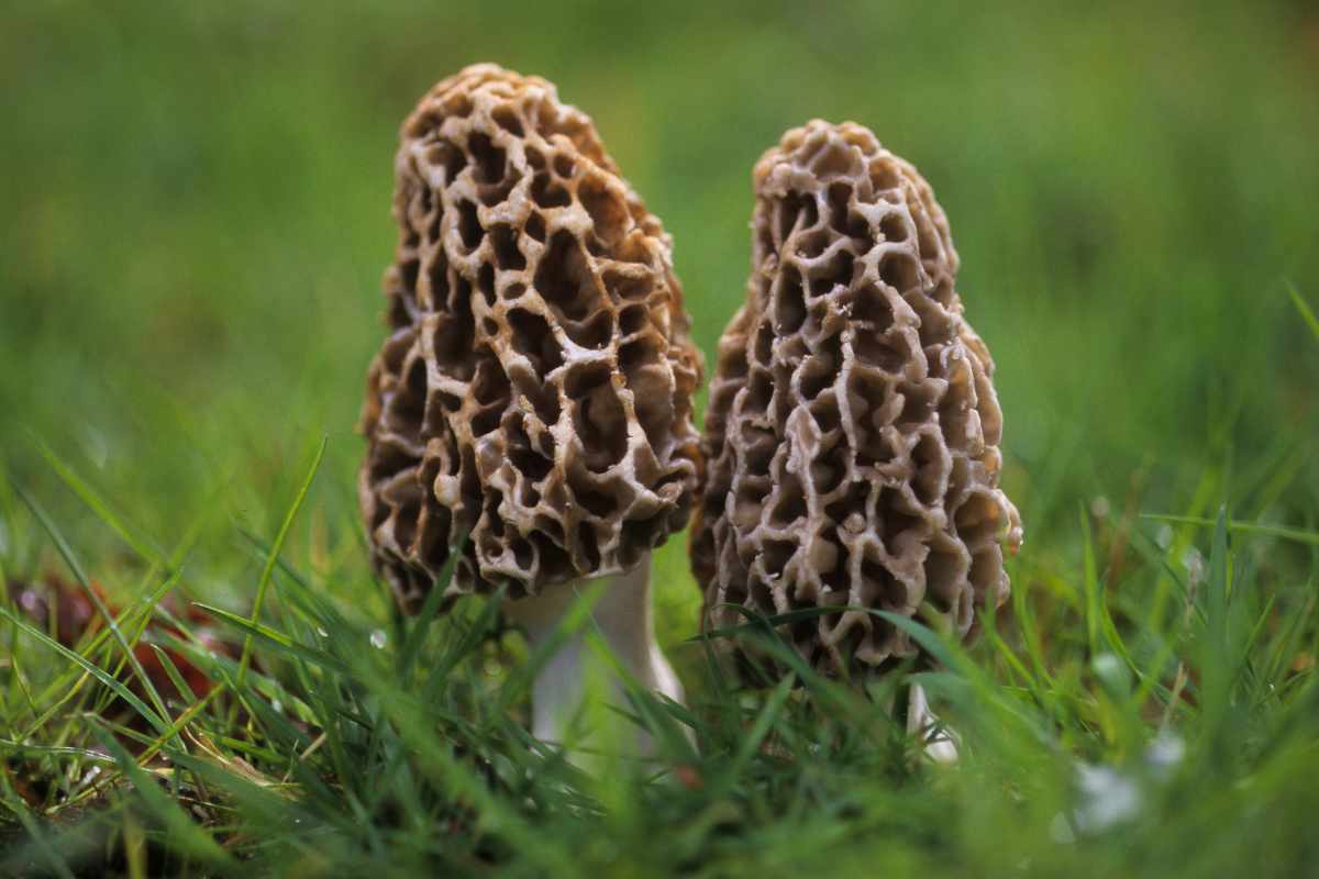 How to Grow Morel Mushrooms