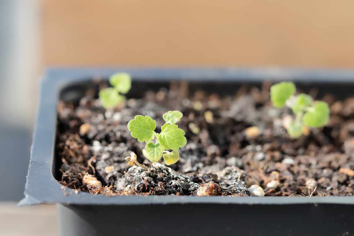 Planting Flowers from Seeds [Step by Step]