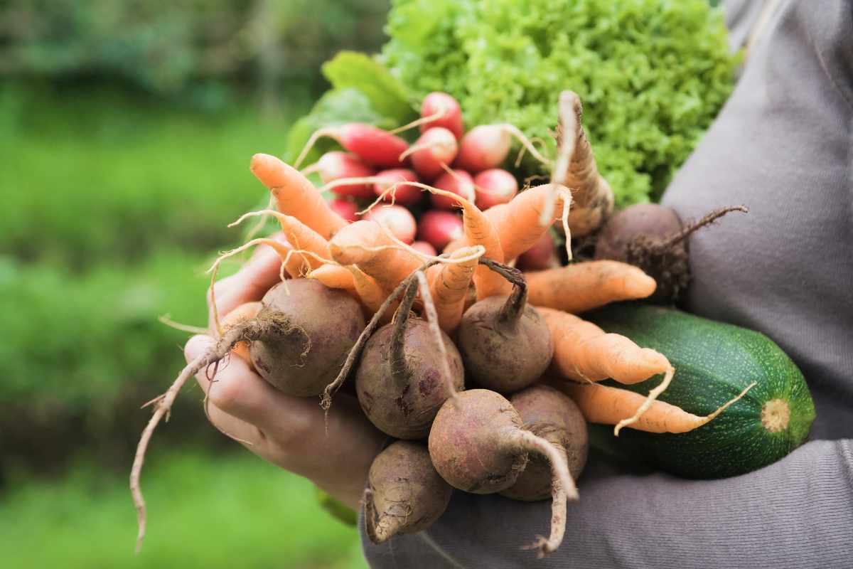 Planting Vegetables for Beginners