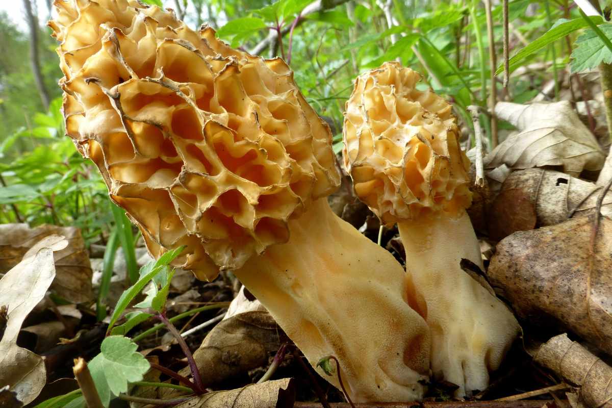 How to Grow Morel Mushrooms