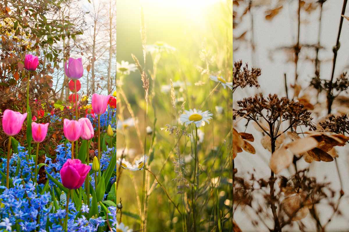 Planting Flowers for Beginners