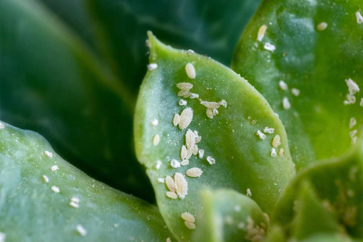 Succulents 10 Tips for Beginners