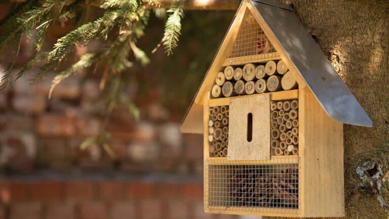 How to set up an Insect Hotel (The Ideal Location)