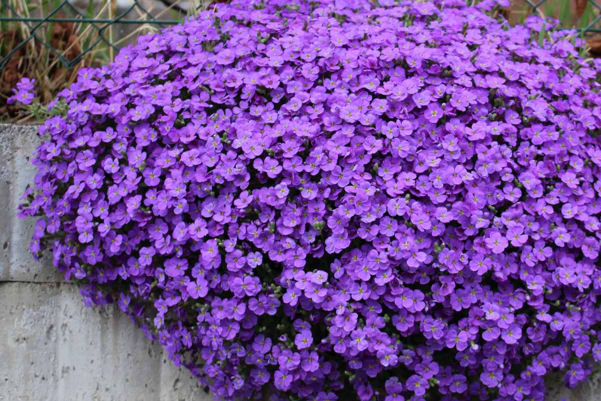 How to Plant Aubrieta Step by Step [Spring Garden Guide]