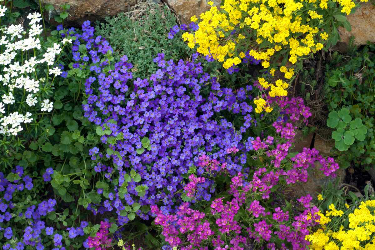 How to Plant Aubrieta Step by Step [Spring Garden Guide]