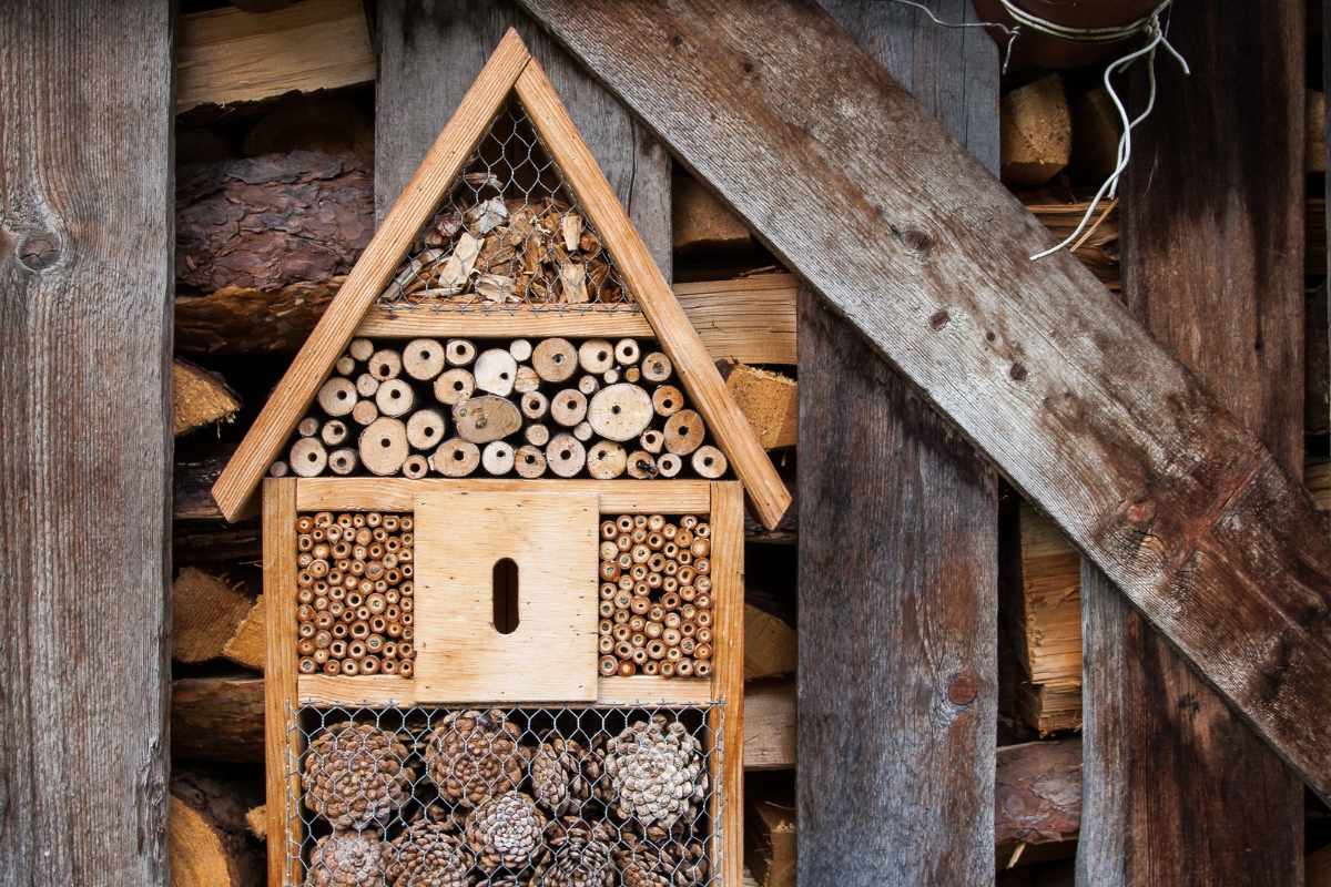 How to set up an Insect Hotel (The Ideal Location)
