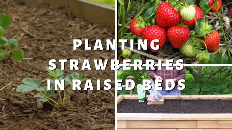 Planting Strawberries in Raised Beds