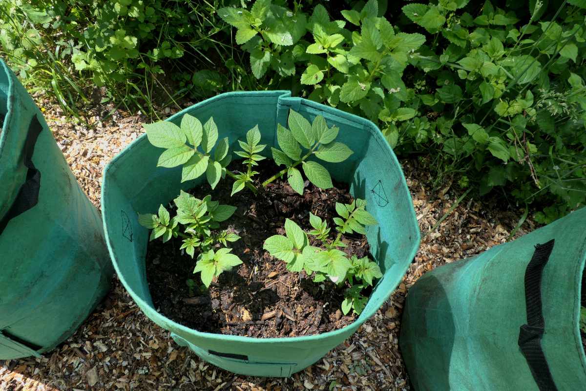 How to Grow Potatoes in Containers or Pots
