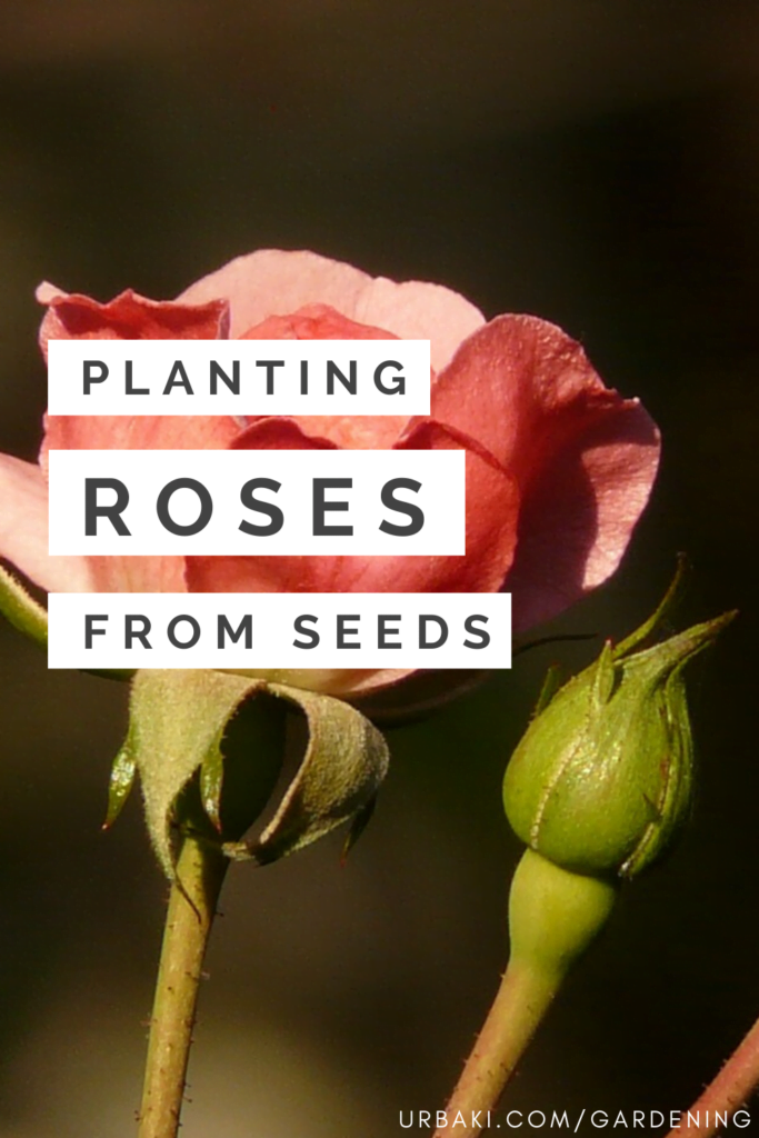 Planting Roses from Seeds [Start to Finish]