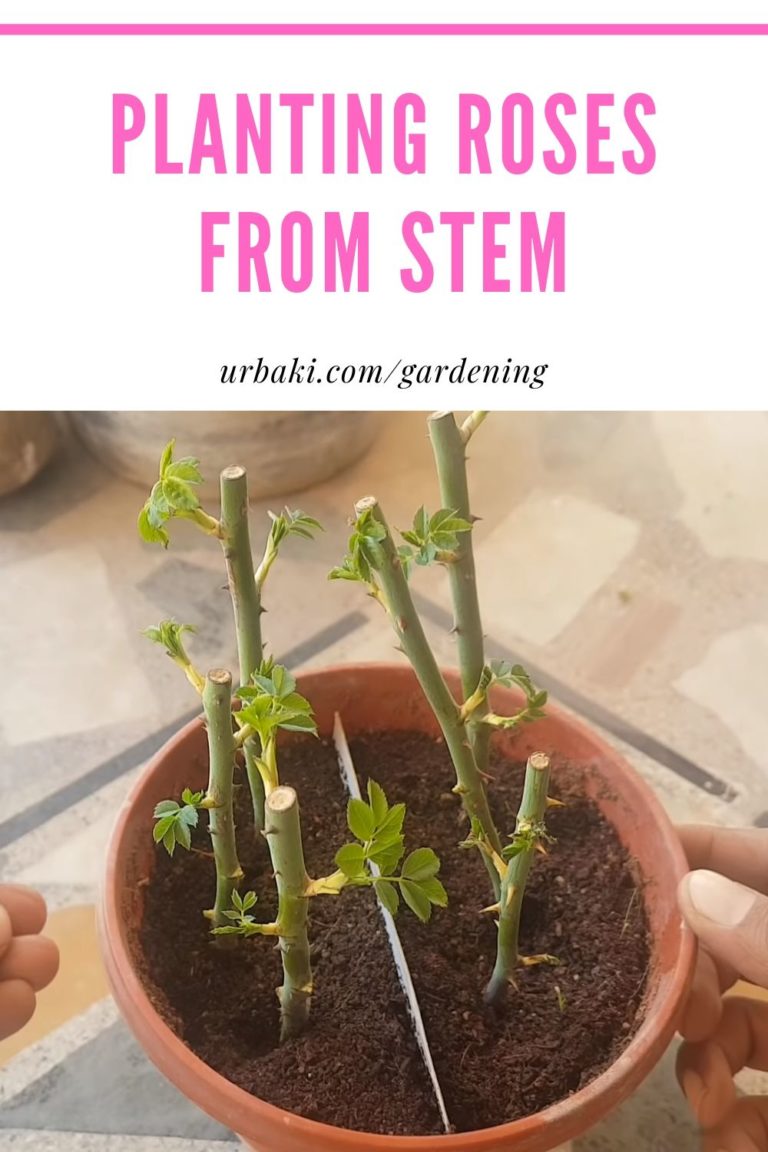 Planting Roses from Stem [Day by Day]