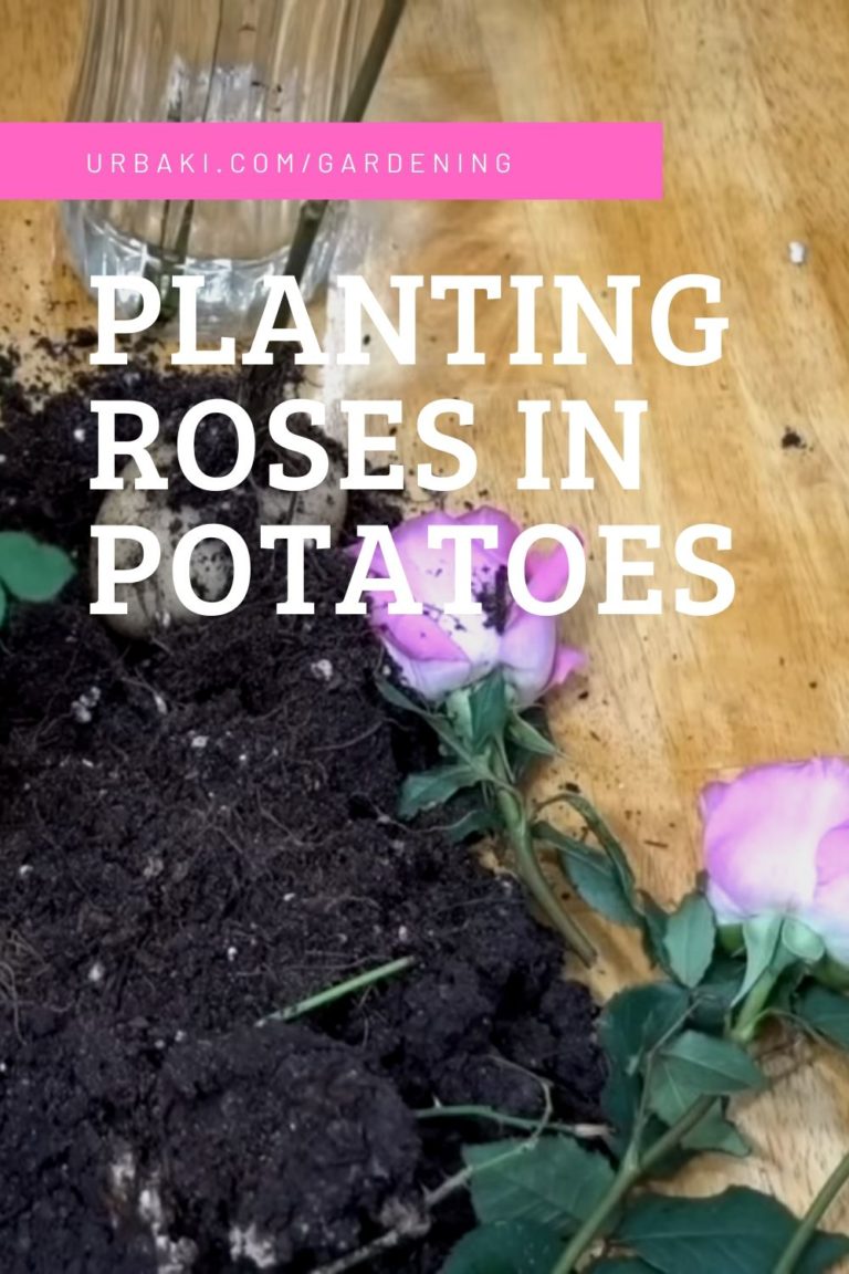 Planting Roses in Potatoes [Step by Step]
