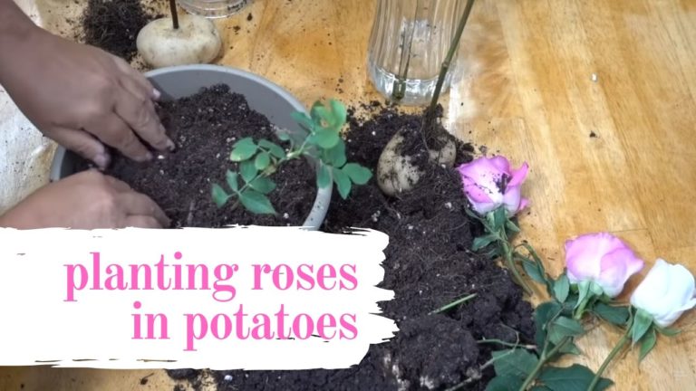 Planting Roses in Potatoes [Step by Step]