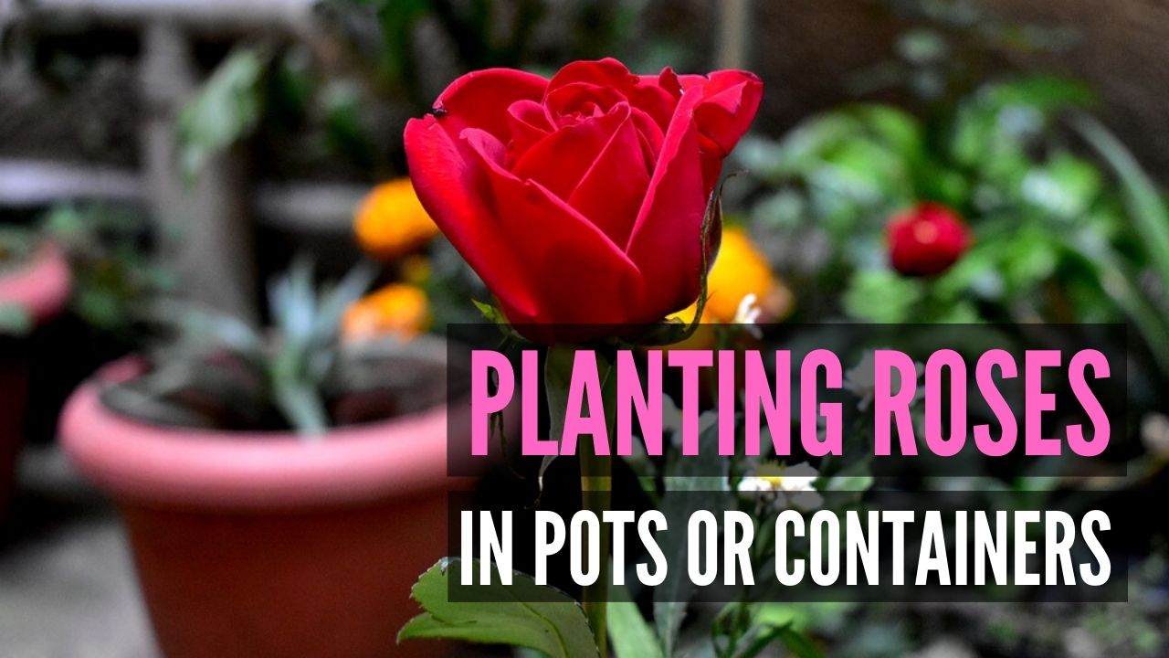 Planting Roses in Pots or Containers