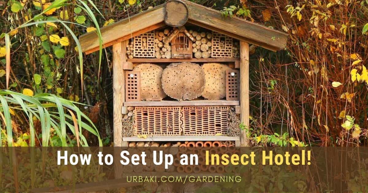 How to set up an Insect Hotel (The Ideal Location)