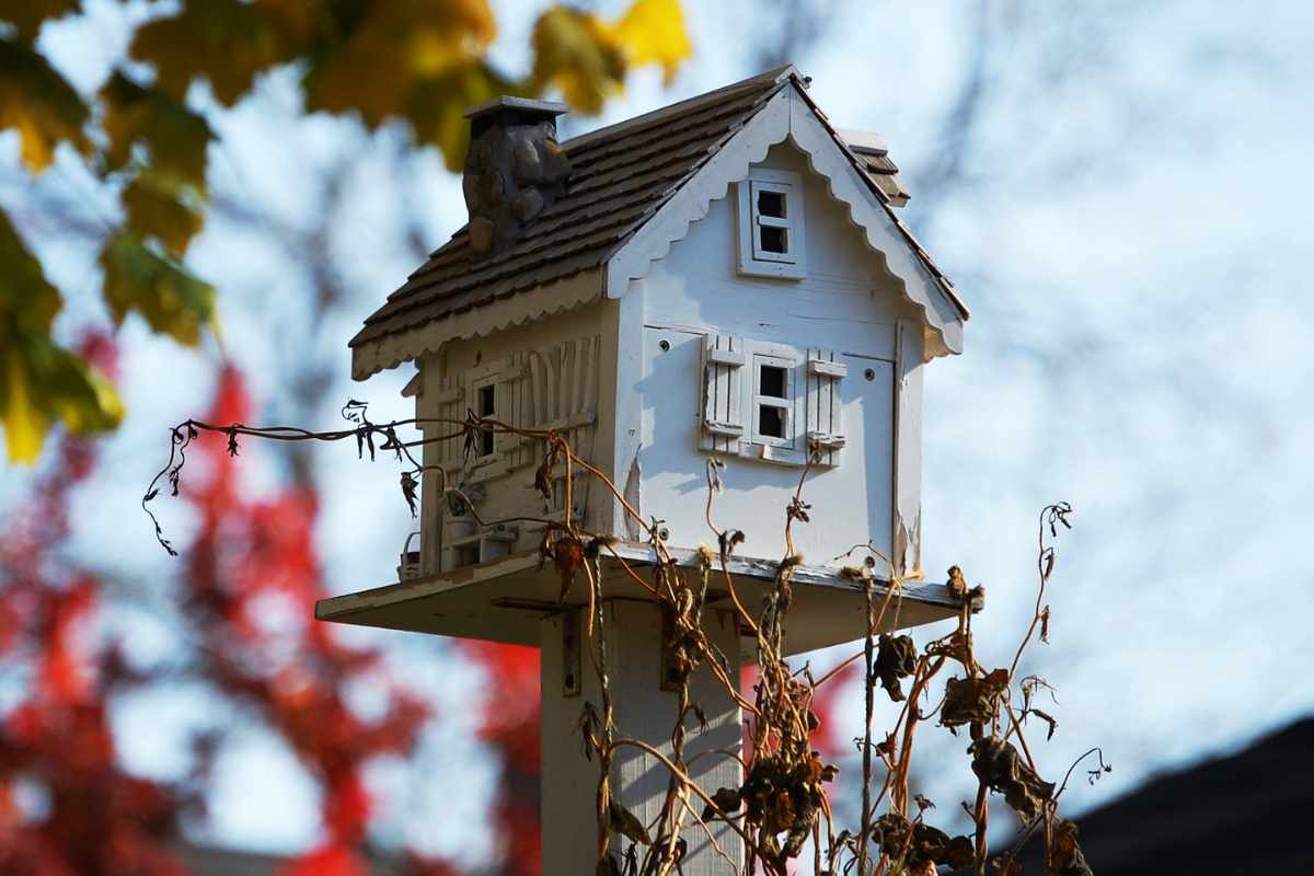 What Is the Best Time to Put Up Birdhouses for the Nesting Season?