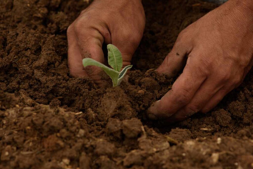 7 Ways to IMPROVE the QUALITY of Your Soil!