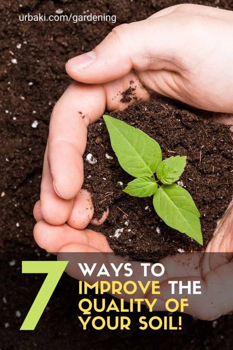 7 Ways to IMPROVE the QUALITY of Your Soil!