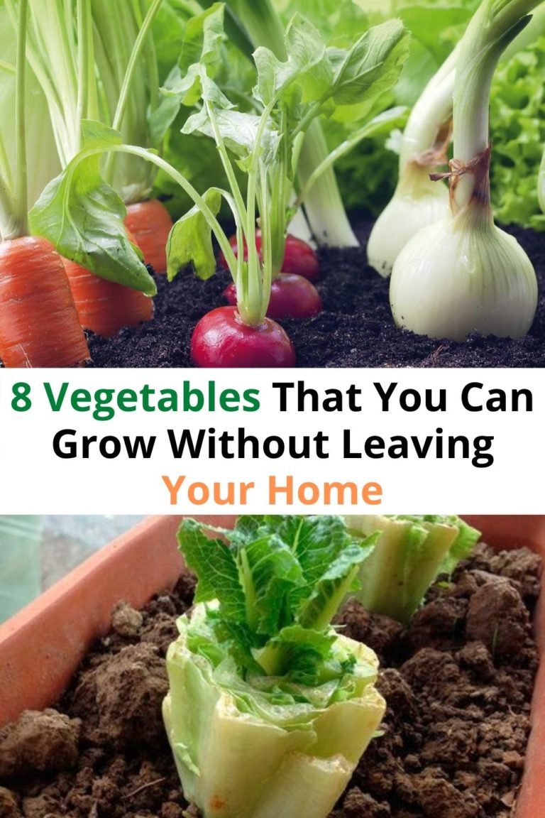 8 Vegetables That You Can Grow Without Leaving Your Home