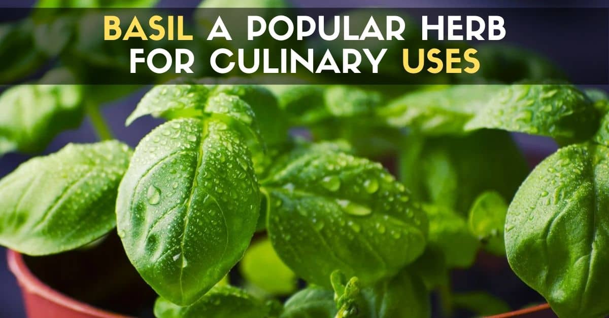 Basil a Popular Herb for Culinary Uses (Plant Profile)