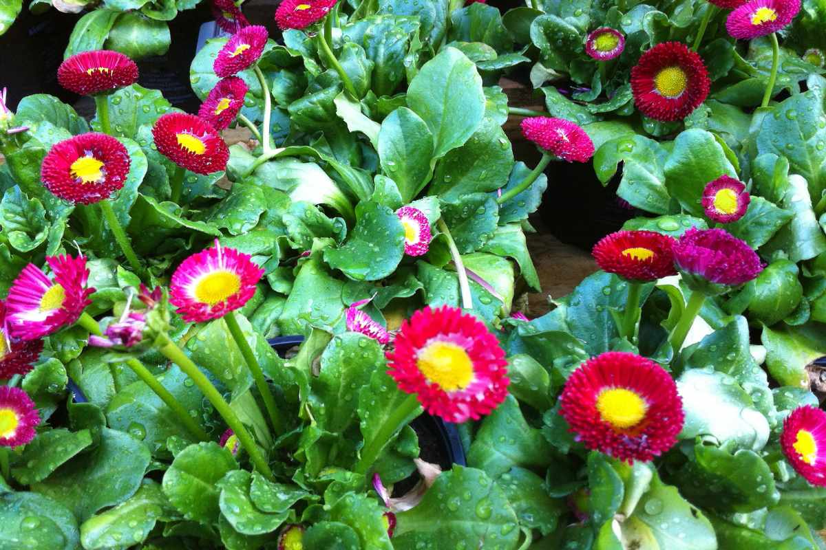 English Daisy Plant Profile