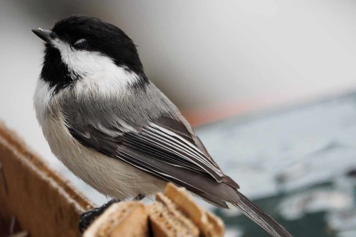 What Is the Best Time to Put Up Birdhouses for the Nesting Season?