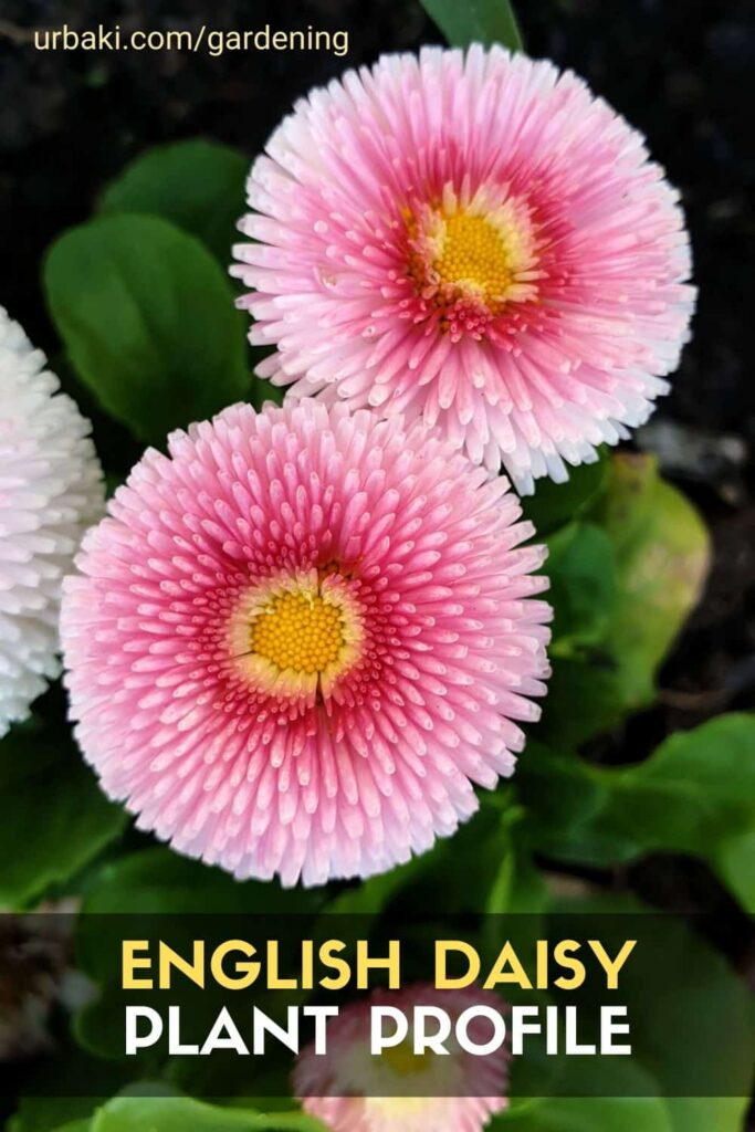 English Daisy Plant Profile