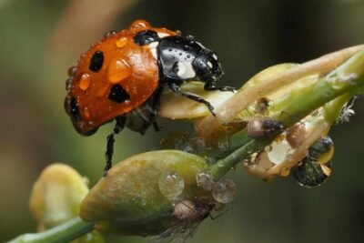 How to Attract Ladybugs to Our Gardens