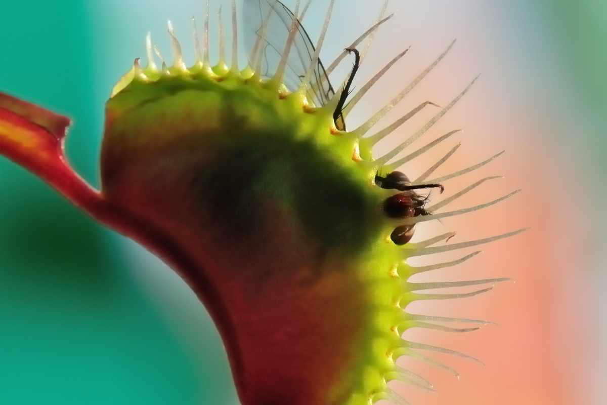 How to Grow a VENUS FLY TRAP as an Indoor Plant!