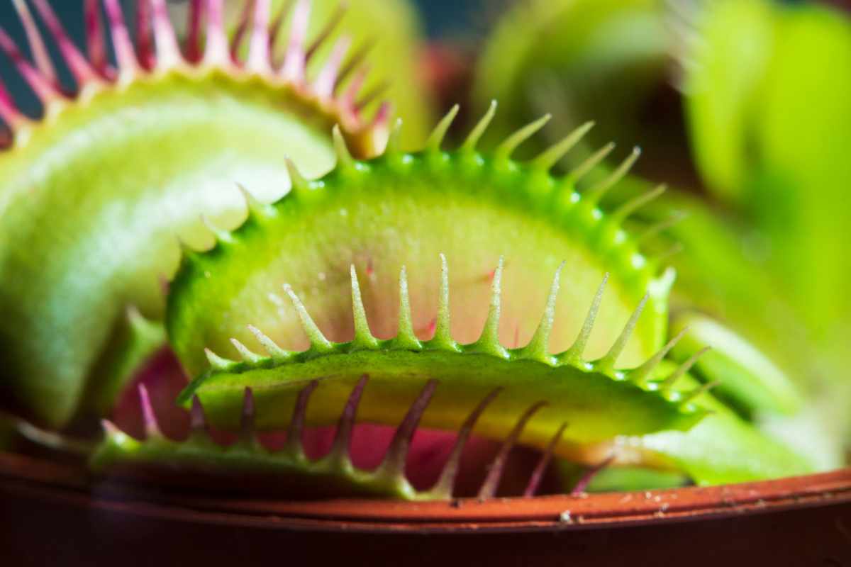 How to Grow a VENUS FLY TRAP as an Indoor Plant!