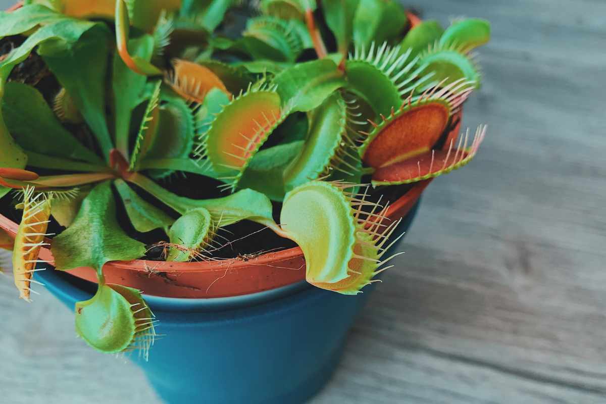 How to Grow a VENUS FLY TRAP as an Indoor Plant!