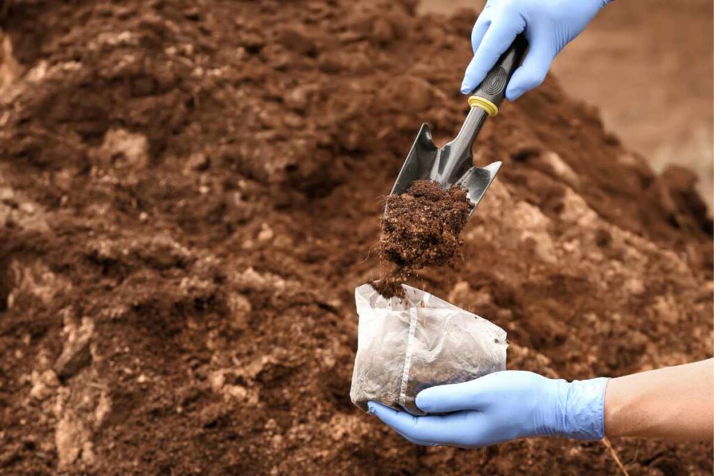 How To Start a Vegetable Garden