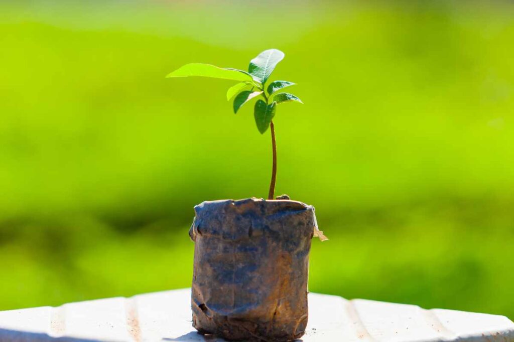 How To Grow An Apple Tree From SEED to FRUIT