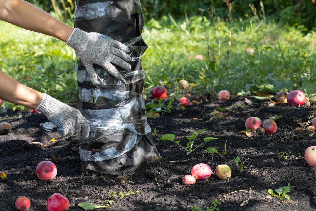 How To Grow An Apple Tree From SEED to FRUIT