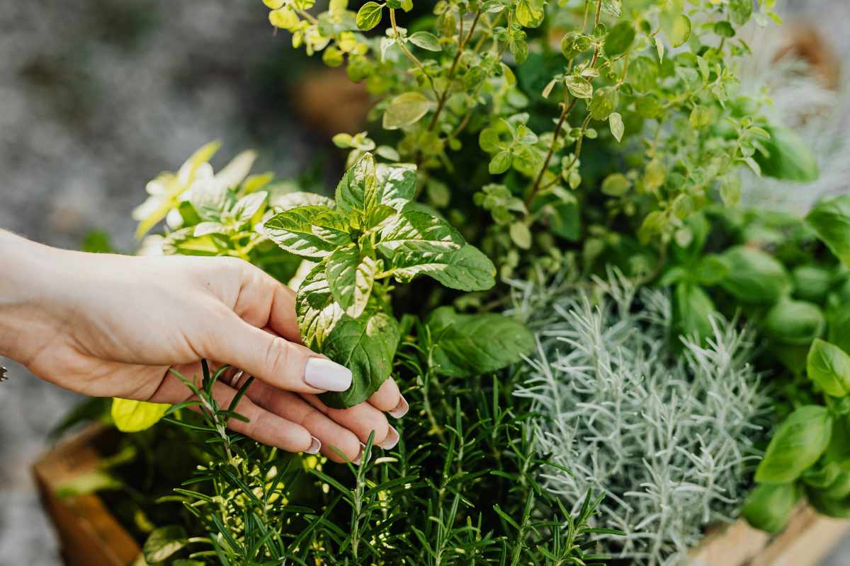 How to Plant a Culinary Herb Garden!