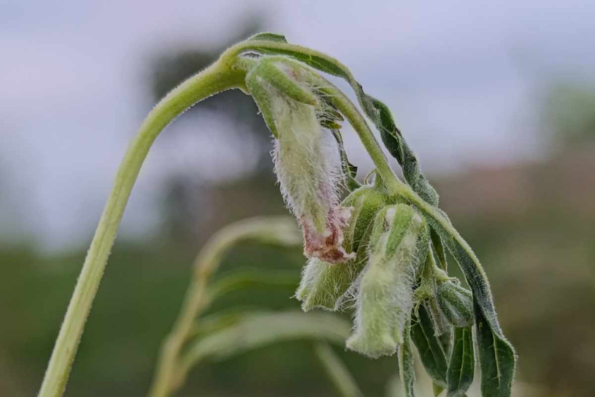 How To Revive Almost Any Dying Plants!
