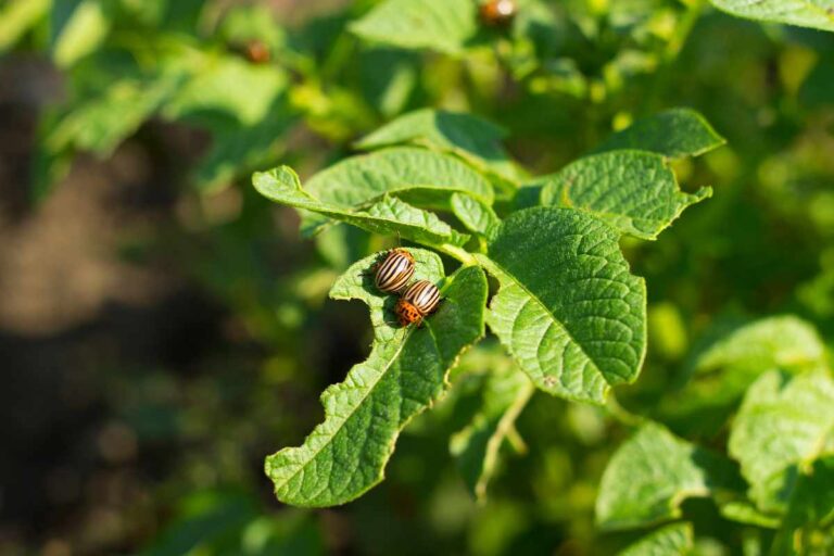 How to Grow Mint at Home Fast and Easy!