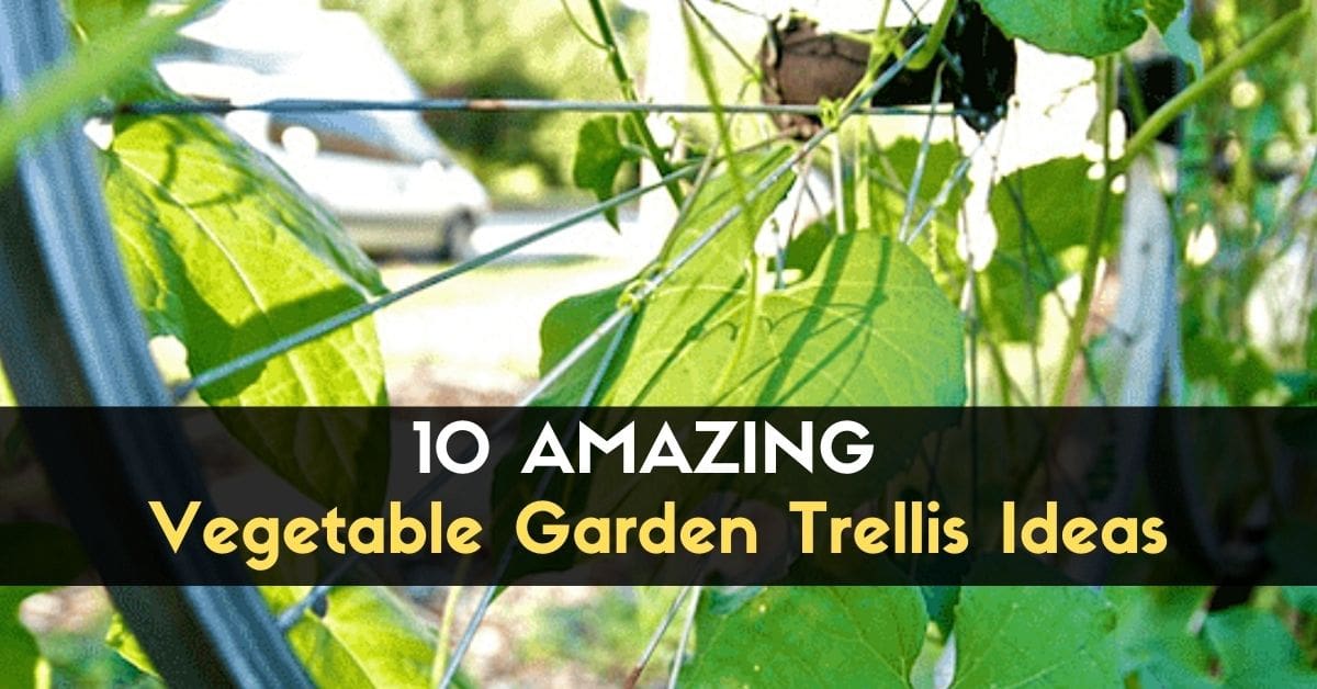 10 Amazing Vegetable Garden Trellis Ideas