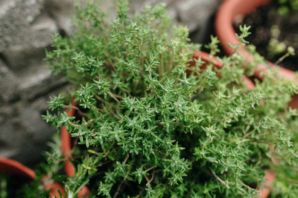 15 Medicinal Herbs and Their Uses