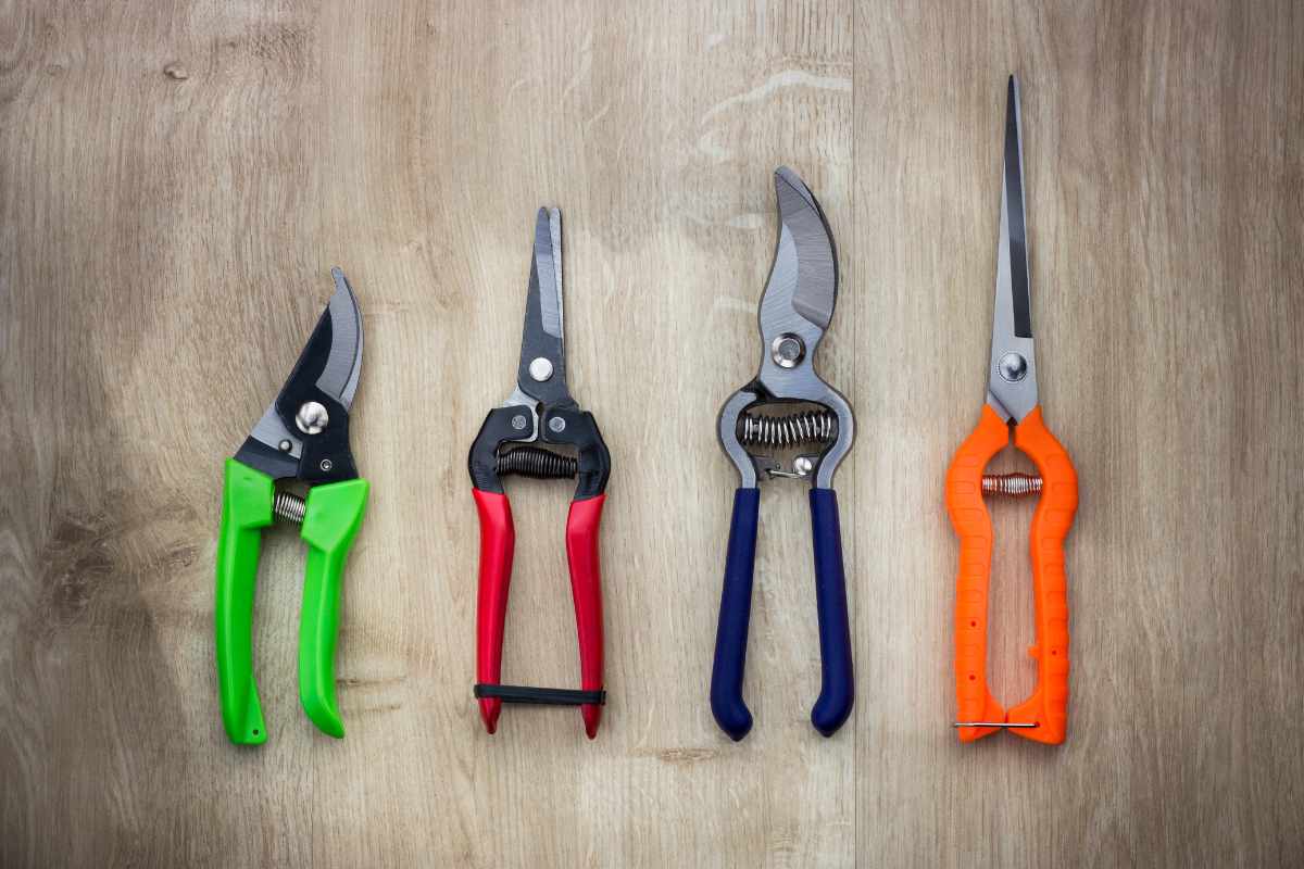 This is How You Should Prune a Citrus Tree