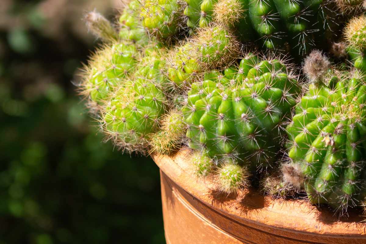 5 Most Common Errors in Care of Your Cactus