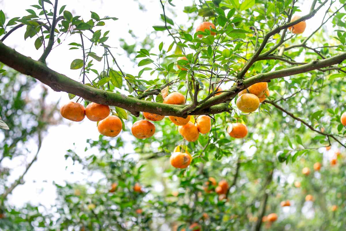 This is How You Should Prune a Citrus Tree