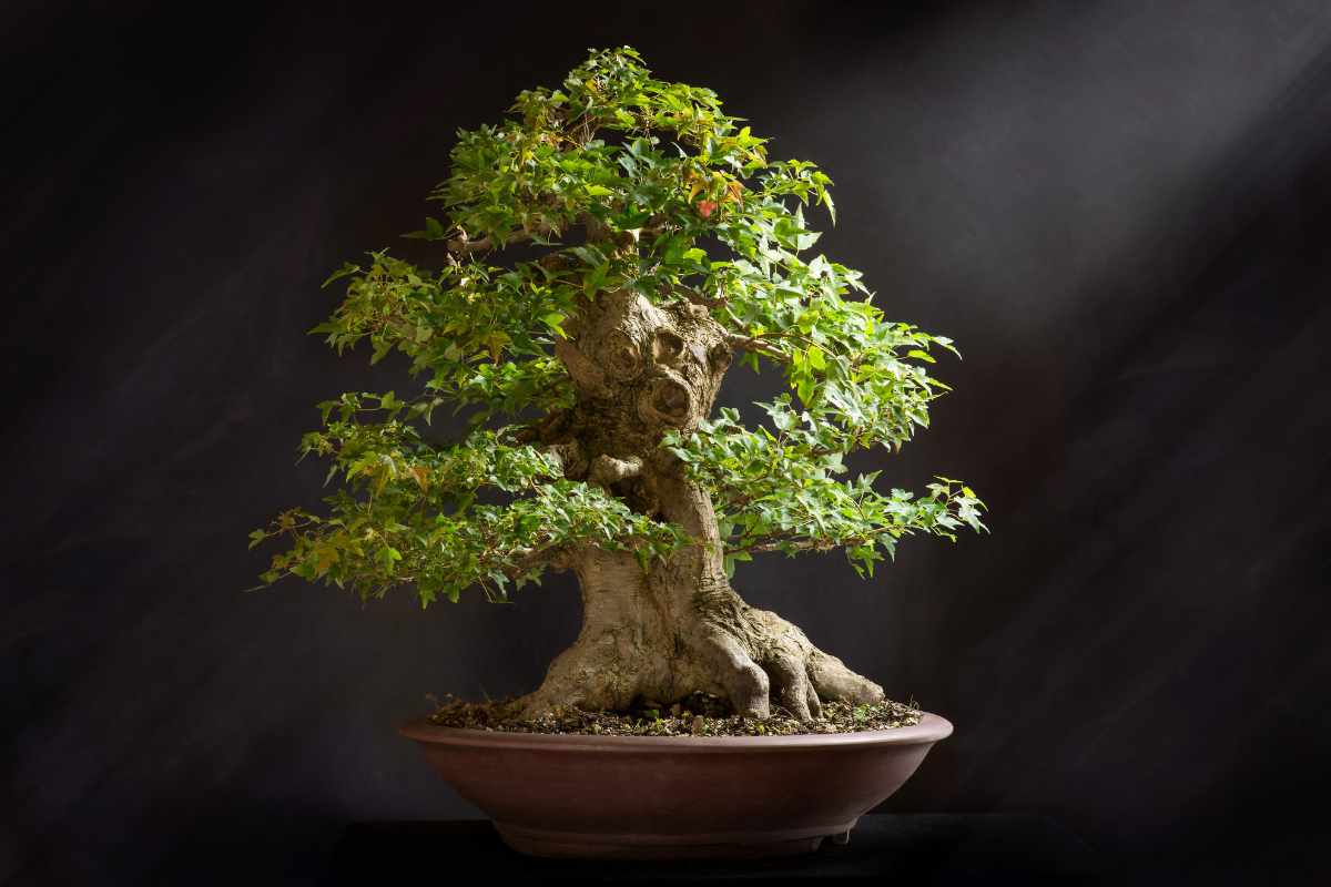 Tree Bonsai Styles for Beginners