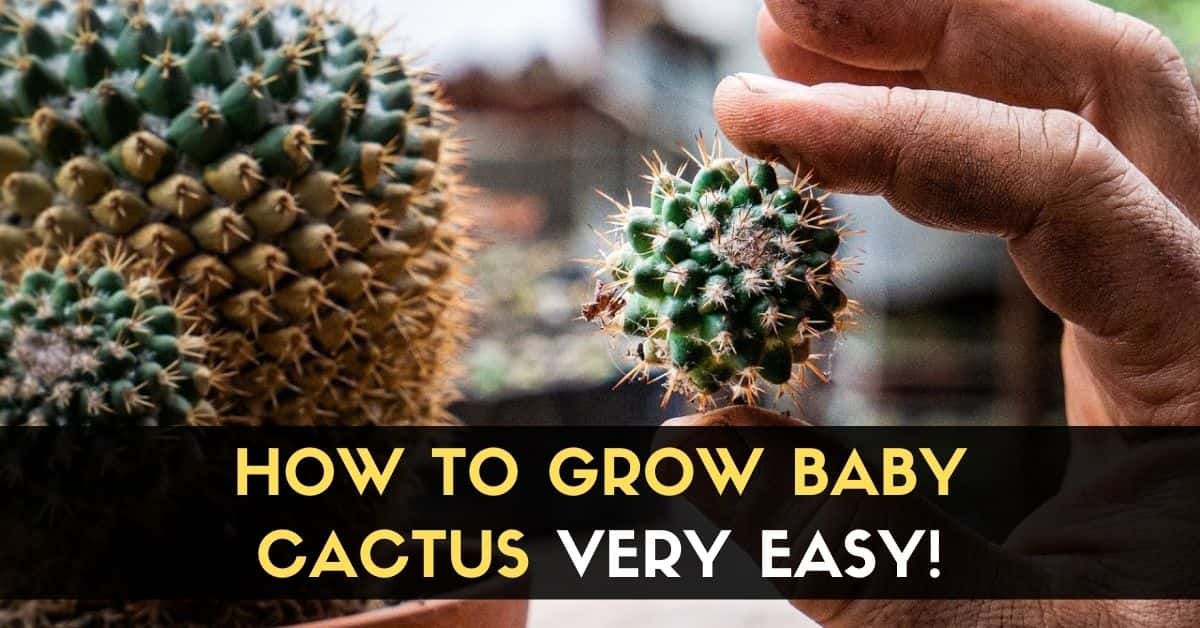How to Grow Baby Cactus VERY EASY!