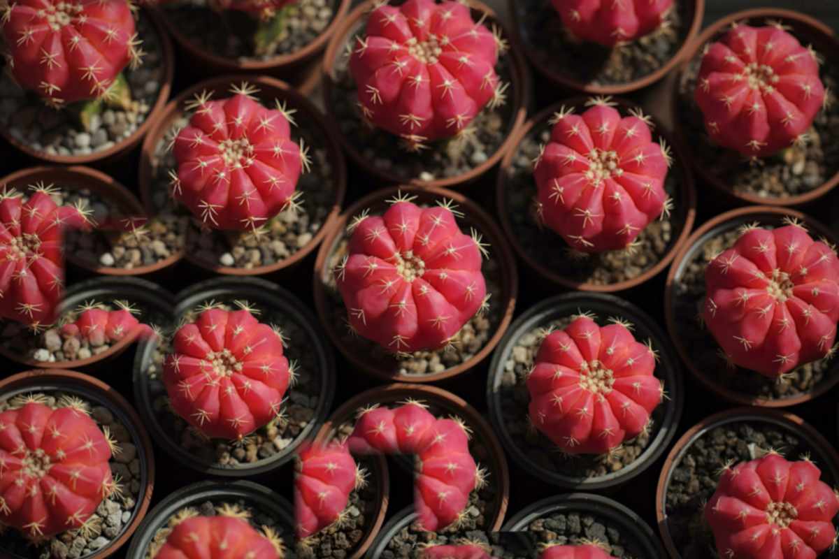 Learn how to properly care for "Moon Cactus"!