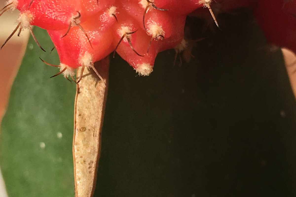 Learn how to properly care for "Moon Cactus"!