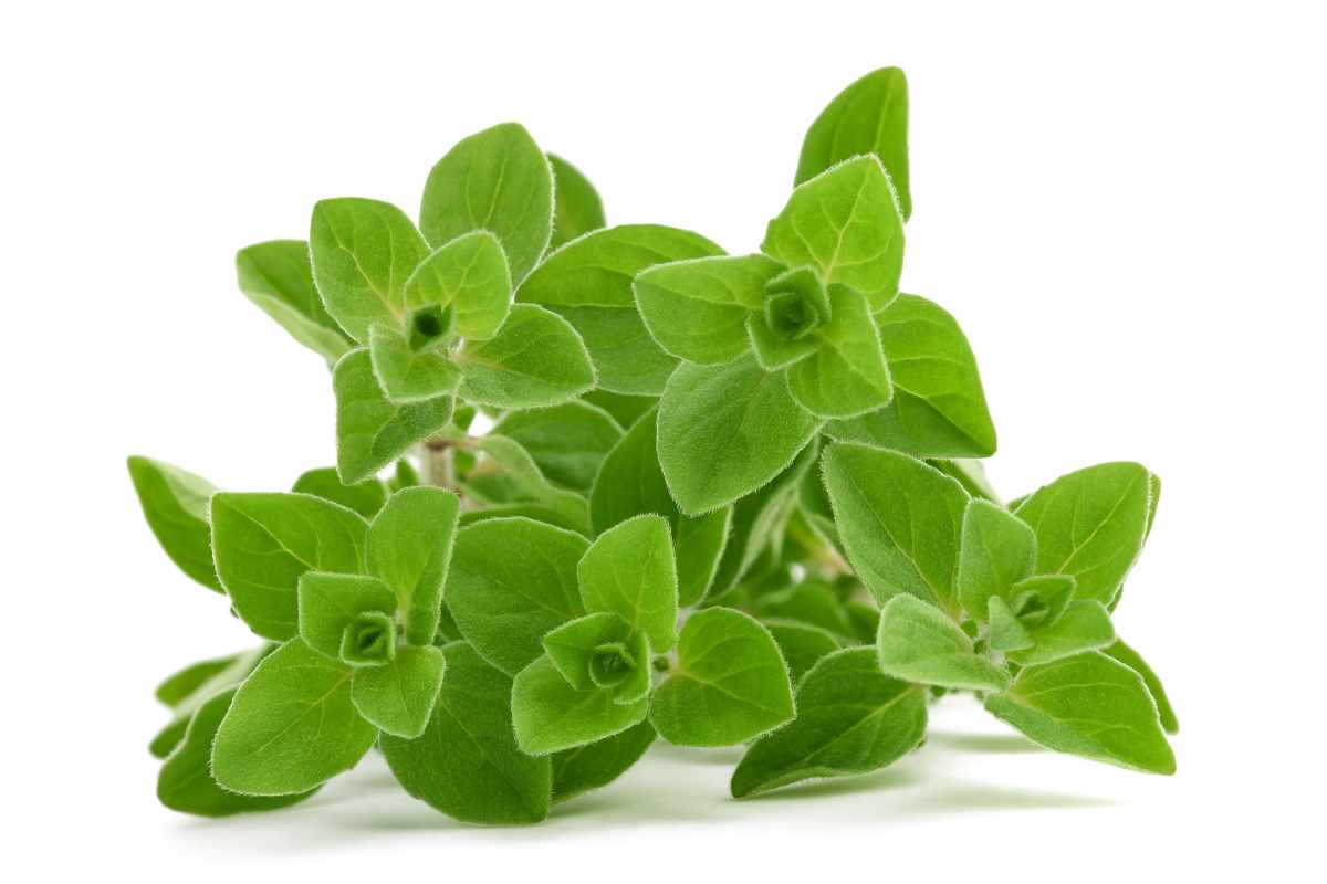 9 Herbs You Can Grow In Water For Endless Supply