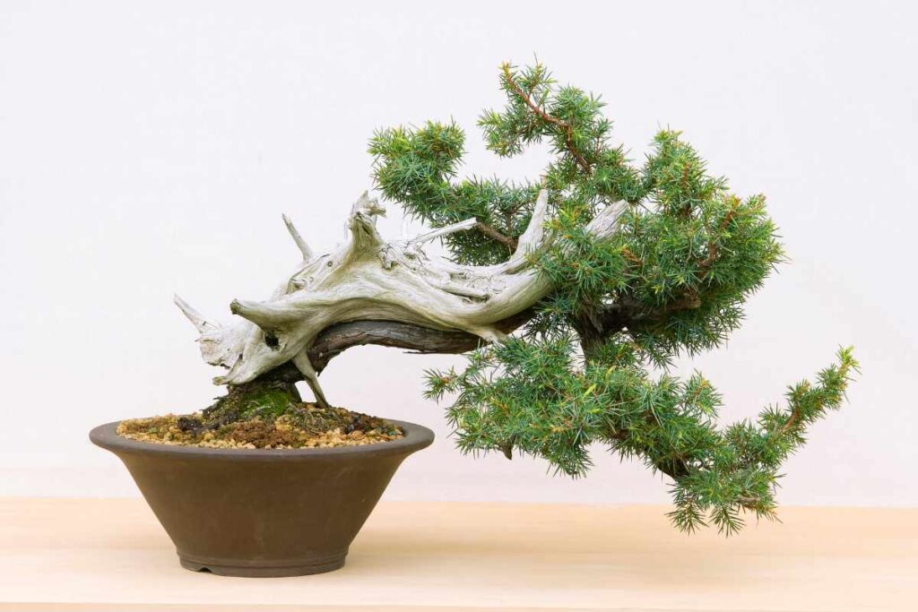Tree Bonsai Styles for Beginners